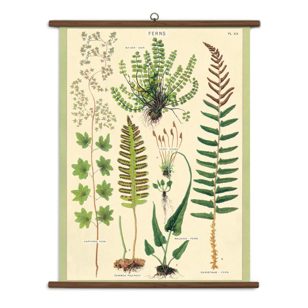 Vintage School Charts – GIA AND THE BLOOMS